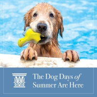 The Dog Days of Summer Have Arrived!