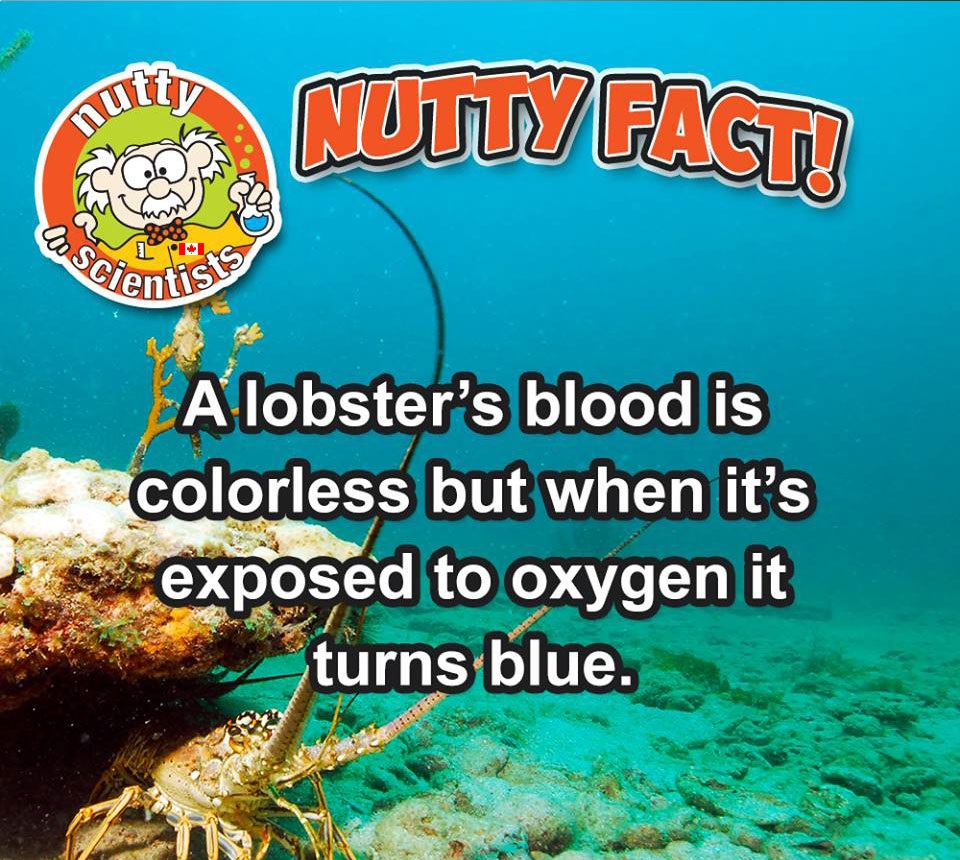 Nutty Scientists Canada | Varieties of Blood colors found in our animal ...